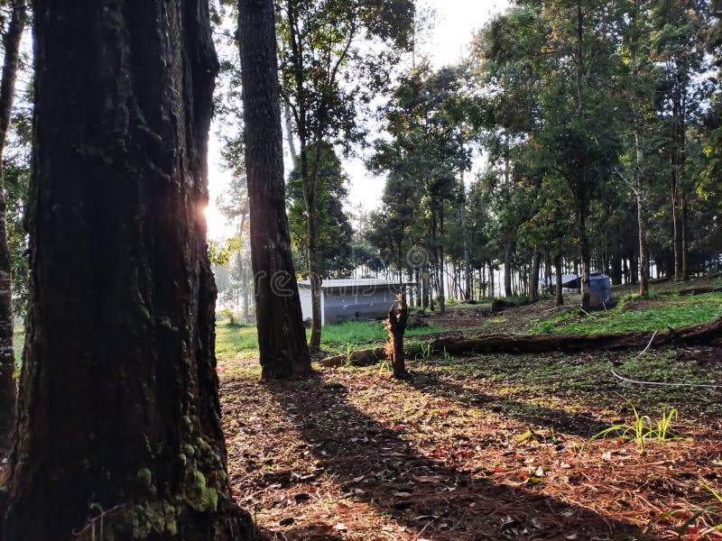 A View Behind the Trees in the Morning on a Plantation Stock Image ...