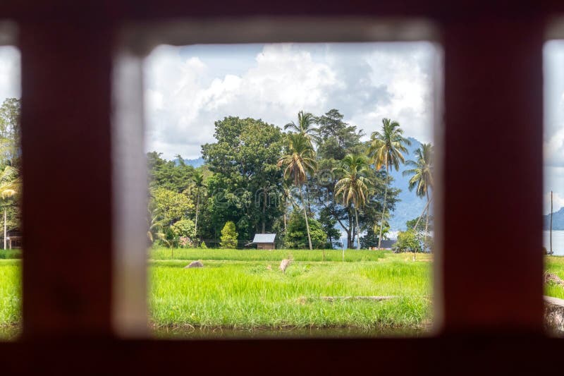 View from Behind a Wooden Frame with a Natural Background of Rice ...