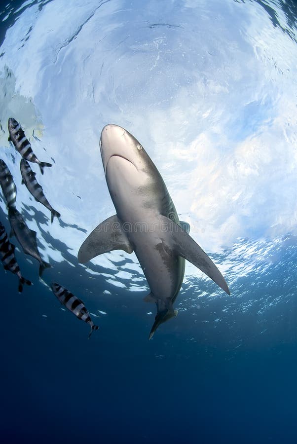 View from Bellow of a Longimanus Stock Image - Image of ship ...