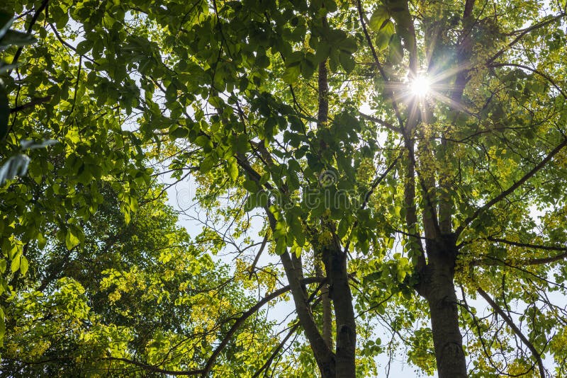 A View from Below As Sunlight Shines through the Background of a Large ...