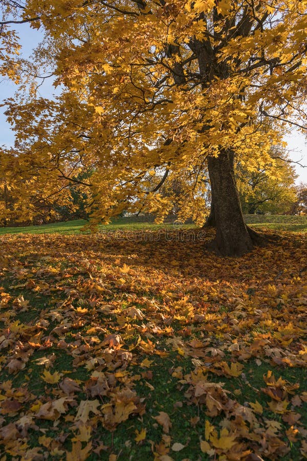 View from Below on Autumn Tree on the Hill Stock Photo - Image of fall ...