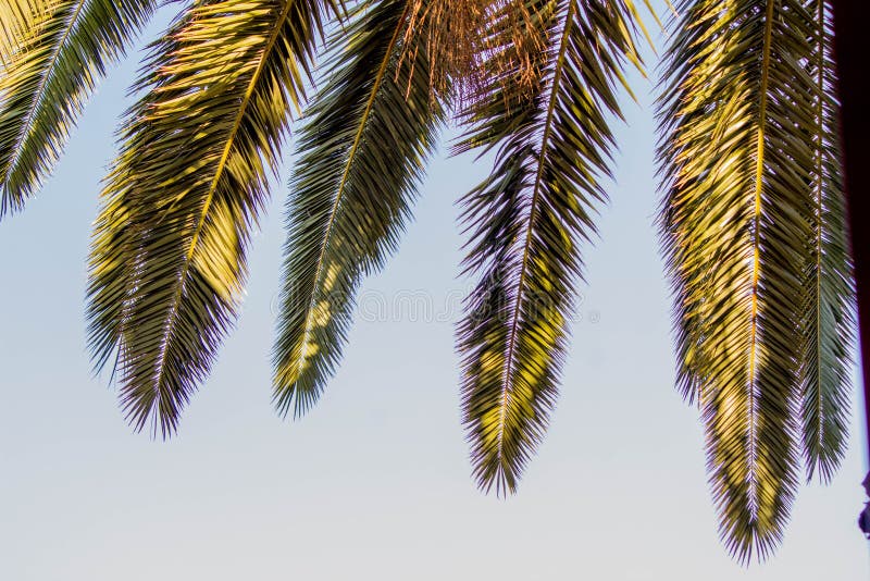 Palm Tree View from Below stock photo. Image of palm - 121356388