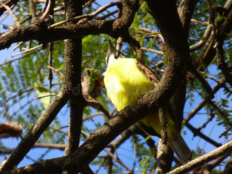 View from below of a bird stock image. Image of branch - 96334151