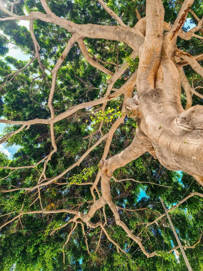 View from Below into the Branches and Foliage of a Very Old Gnarled ...