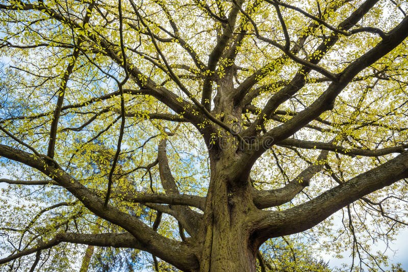 View from Below of the Branches of a Large Old Oak Tree Stock Image ...
