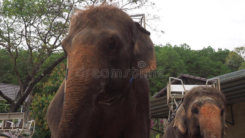 A View from Below Captures a Large Animal from a Low Angle, Emphasizing ...