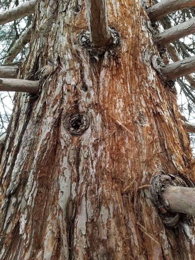 Old Redwood Tree Trunk and Branches Stock Photo - Image of rough, tall ...