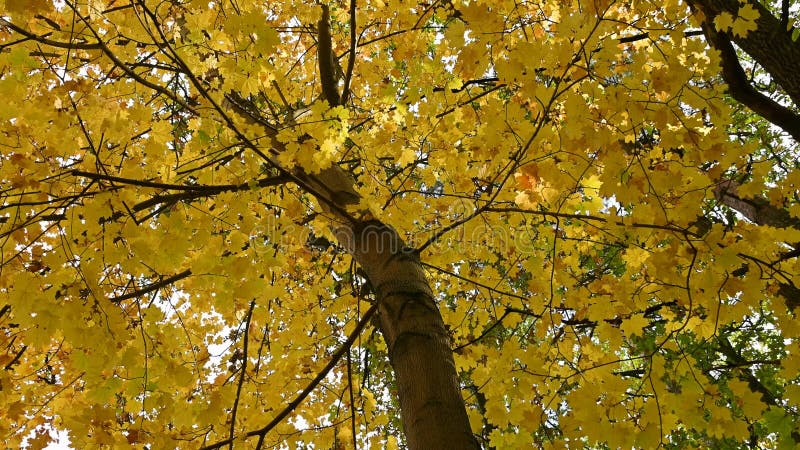 View from Below on the Crown of a Maple Tree. Yellow Leaves. Autumn ...