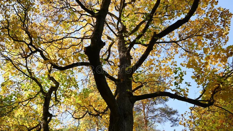 View from Below on the Crown of a Maple Tree. Yellow Leaves are Falling ...