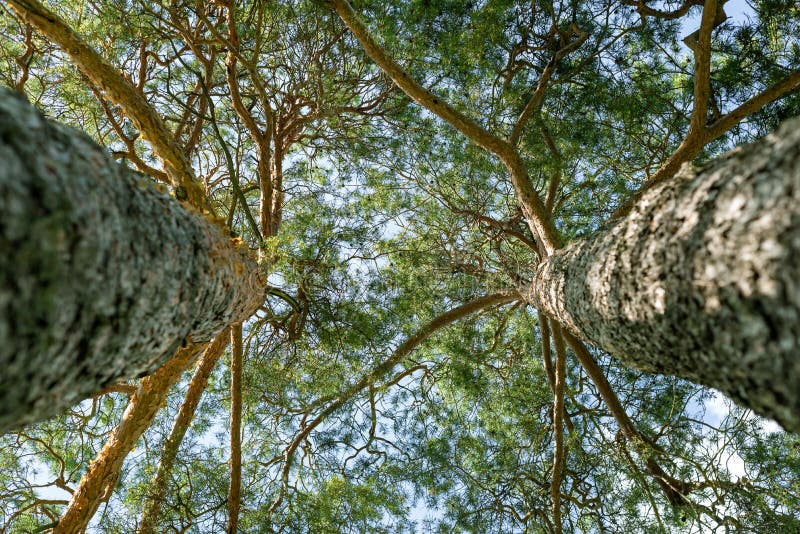 View from Below on the Crown of a Pine Tree between Two Trunks Stock ...