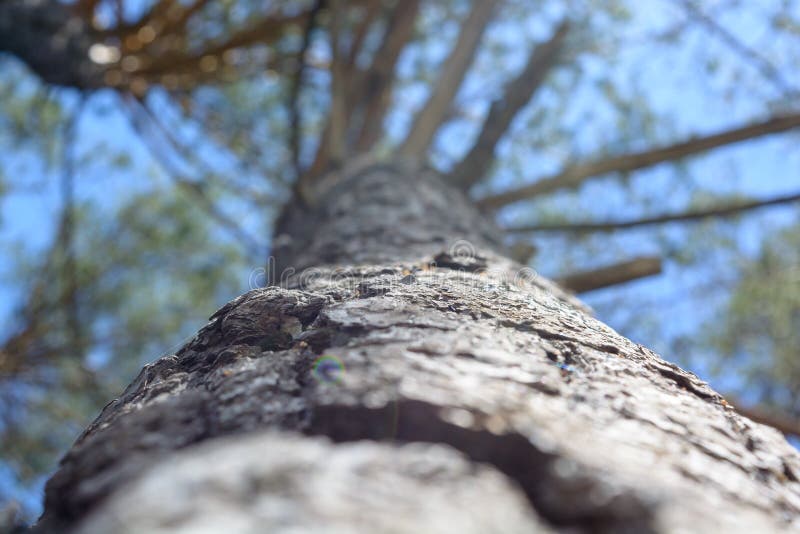 A View from Below on the Crown of a Tree. Stock Image - Image of forest ...
