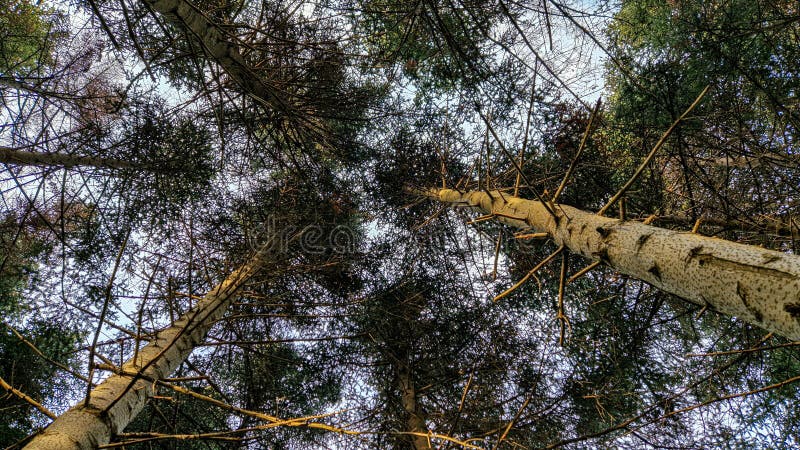 Spider Web Pattern from Hybrid Spruce Crowns Stock Photo - Image of ...