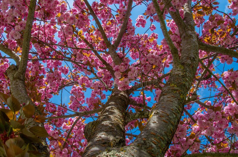 View from Below into a Flowering Ornamental Cherry in Front of a Blue ...