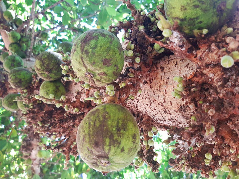 View from Below of Fruits on Tree Trunk. Plum with Fruits. Tropical ...
