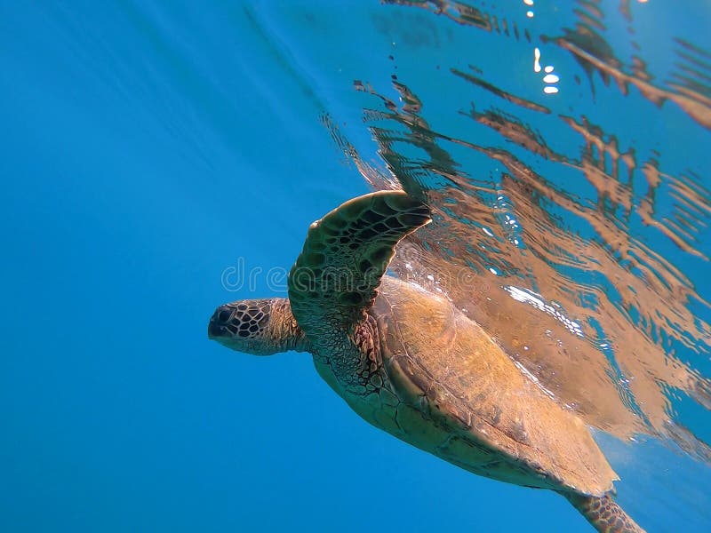 Green Sea Turtle stock image. Image of view, green, turtle - 131691561