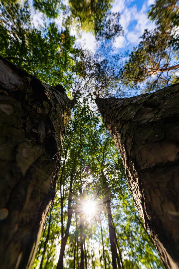 View from Below on the High Crown of a Tree Full of Leaves Behind Which ...