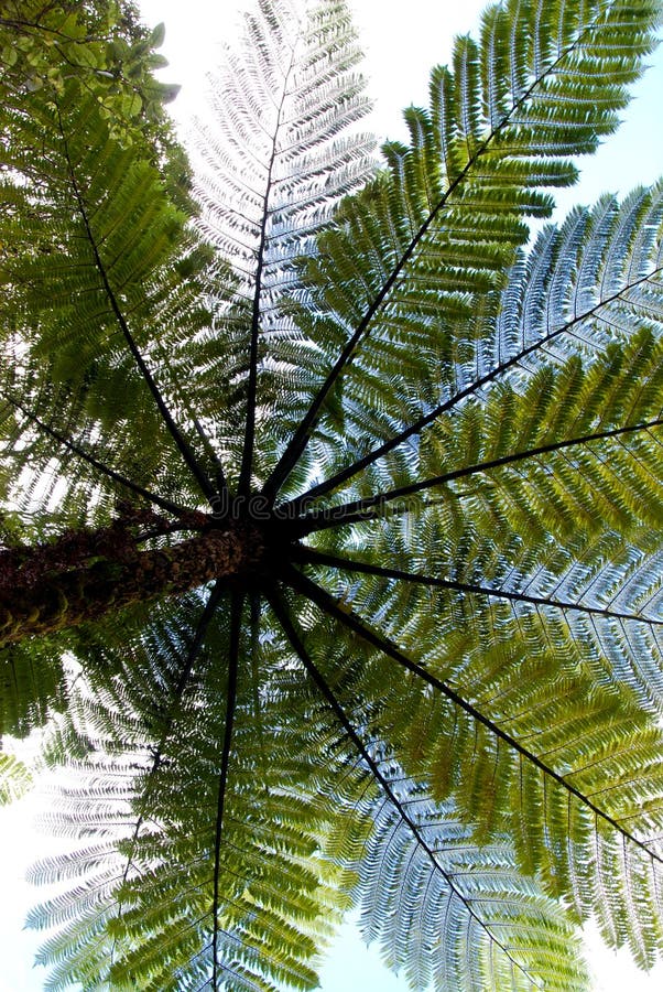 Fern tree stock photo. Image of jungle, lush, giant - 168406842
