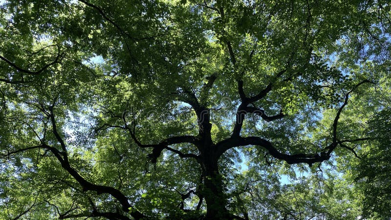 A View from Below of a Large Tree with Sprawling Branches and a Thick ...