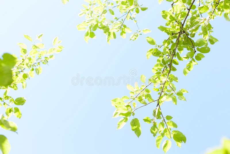 View from Below into a Lush Vibrant Green Walnut Tree Full of Branches ...