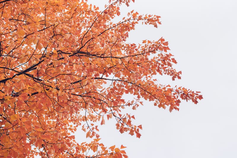 View from Below of Maple Tree Leaves Stock Image - Image of october ...