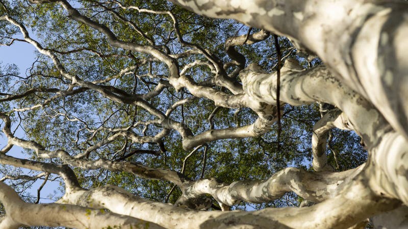 View from Below, Nature Abstract Background Stock Photo - Image of ...