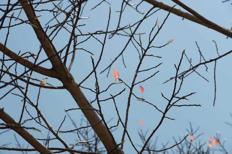 Top View with Tree Branch and Blue Sky Stock Image - Image of pine ...