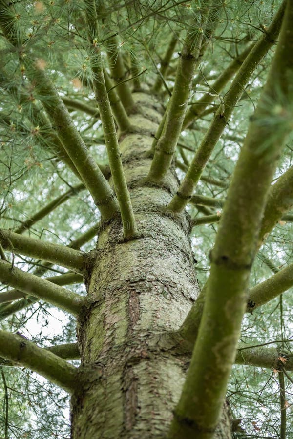 View from Below on Rich Evergreen Conifer Pine Tree Trunk with Growing ...