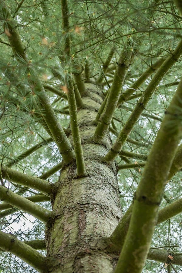 View From Below On Rich Evergreen Conifer Pine Tree Trunk With Growing ...