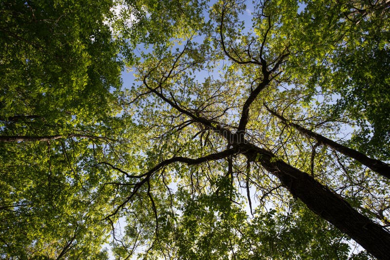 A View from Below of Some Tall Trees in Spring Against a Blue Sk Stock ...