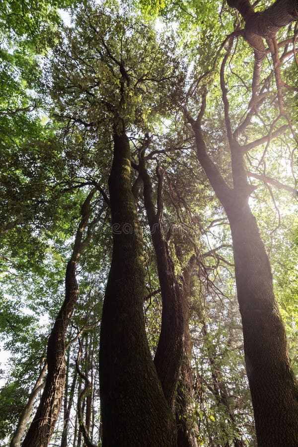 View from Below of Some Tall Trees in Spring Against the Sun Stock ...