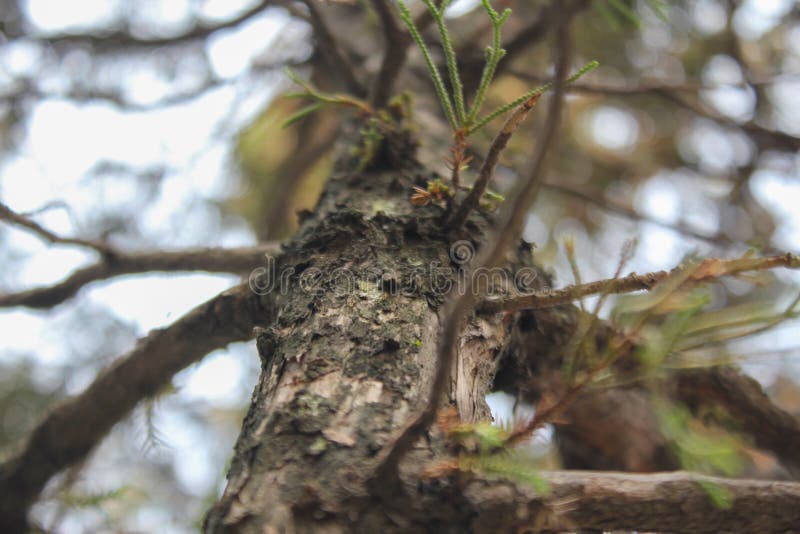 Spruce dry tree stock photo. Image of green, season - 250694832