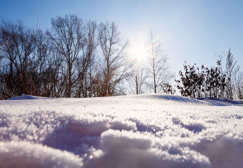 View from Below the Sun is Shining through the Trees and Snow Snowdrift ...