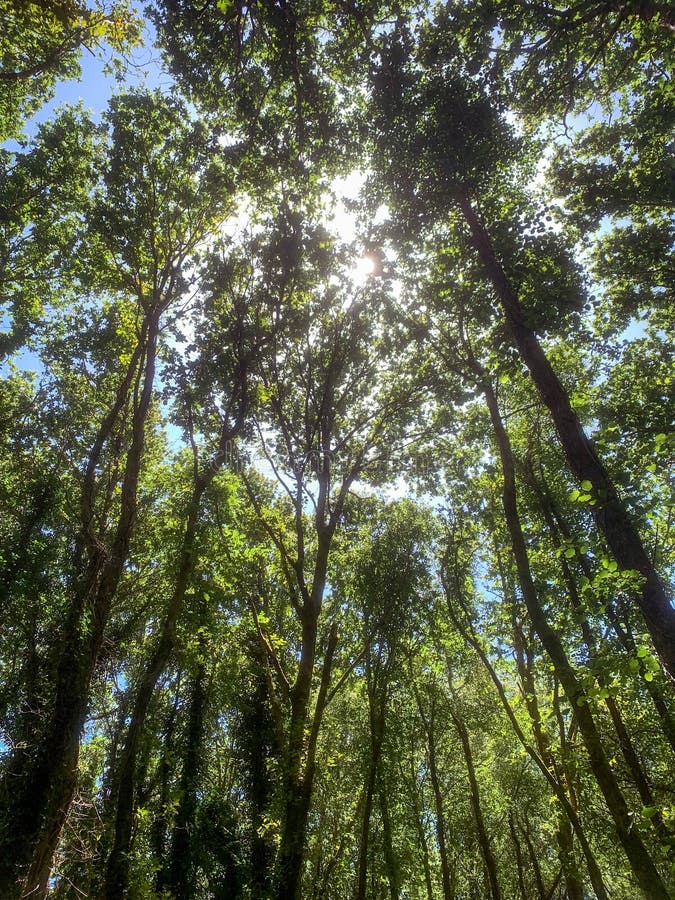 View from Below of Sunlight Breaking through Green Tree Crowns, Forest ...