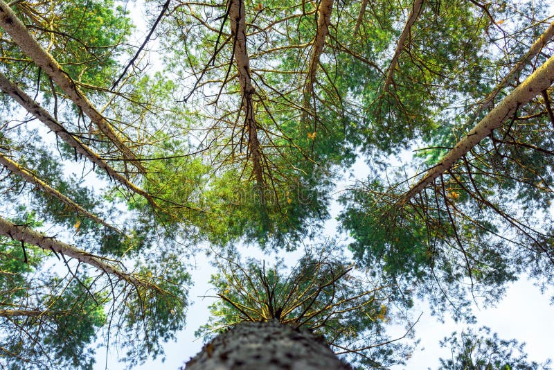 View from Below of Tall Pine Trees in the Forest of the Nature Reserve ...