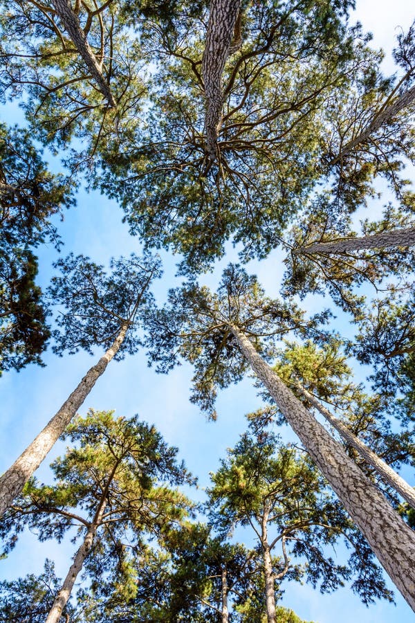View from Below of Pine Trees Against Blue Sky Stock Image - Image of ...