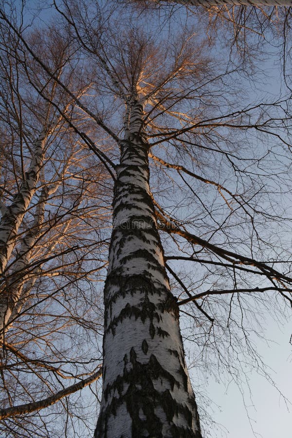 View from Below on Tall Trunk of Birch Tree in Early Spring Stock Photo ...