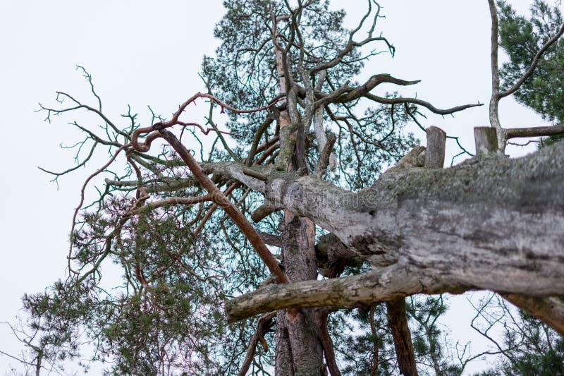 View from below of a tree stock photo. Image of nature - 358843386