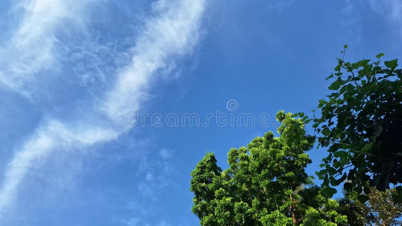 View from Below of Tree Canopy with Blue Sky and Scattered Clouds ...