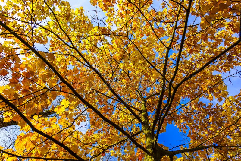 View from Below on Tree Trunk in Autumn Stock Image - Image of ...