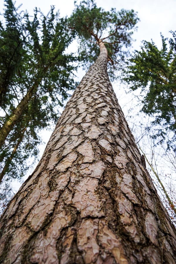 View from below tree stock photo. Image of soil, spruce - 372564208