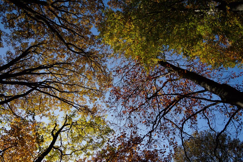 View from Below into Treetops on a Sunny Day in Autumn Stock Photo ...