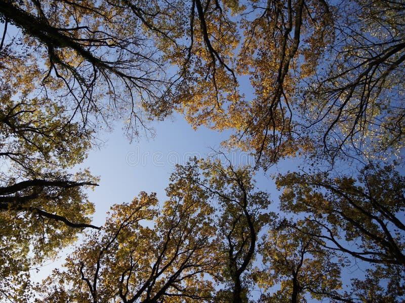 View from Below into Treetops on a Sunny Day in Autumn Stock Photo ...