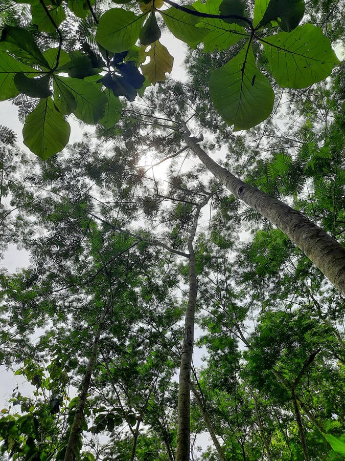 View from Below Tropical Trees at Summer Stock Photo - Image of view ...