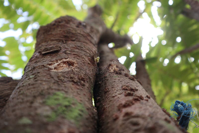 View from Below, on the Trunk of a Tree Stock Image - Image of lush ...