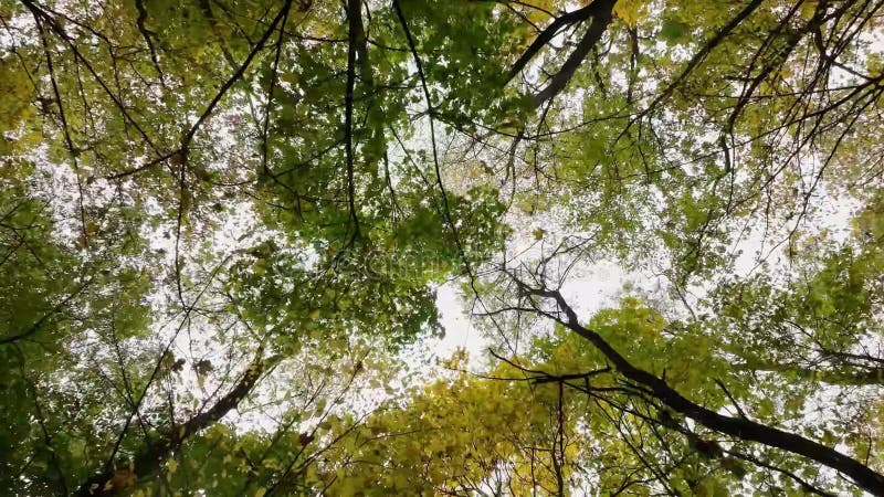 View from Below: a Unique Perspective Looking Up at the Fall Canopy of ...