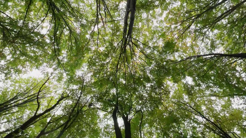 View from Below: a Unique Perspective Looking Up at the Fall Canopy of ...