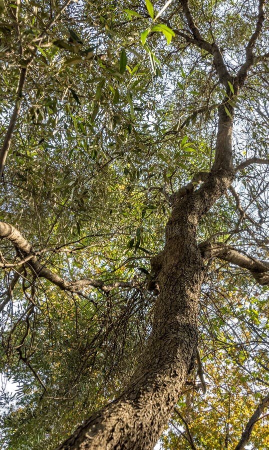 A Tree Growing Upwards Towards the Light Stock Photo - Image of copy ...