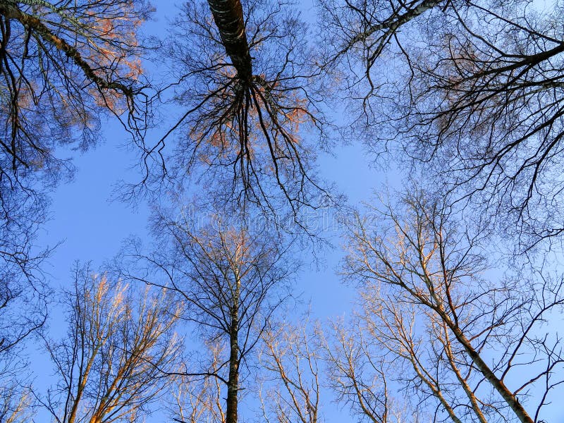 View from Below Upwards in the Trees in a Spring Forest Stock Image ...