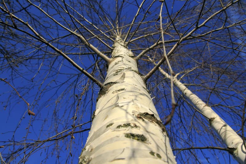 View from Below on the Winding Branches of the Crown of the Tree Stock ...