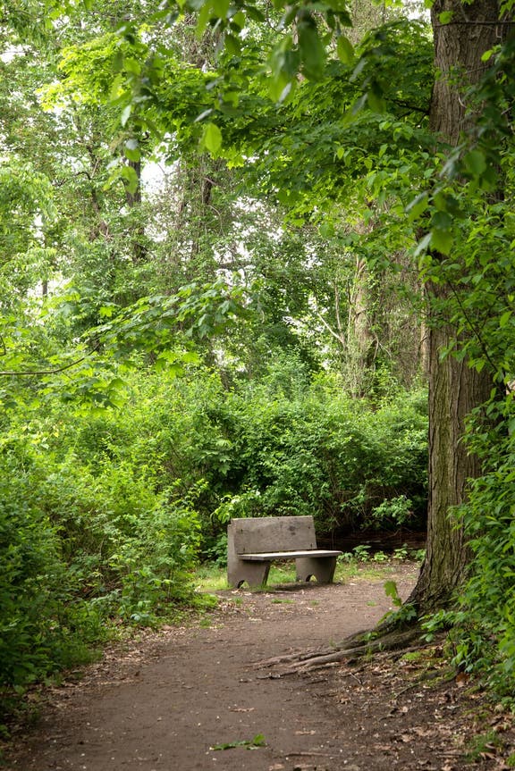 A bench in the trails stock photo. Image of nature, trail - 278973592